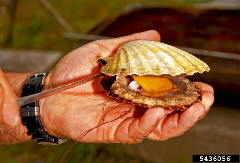 great scallop (Pecten maximus (Linnaeus, 1758))
