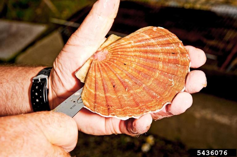 great scallop (Pecten maximus (Linnaeus, 1758))