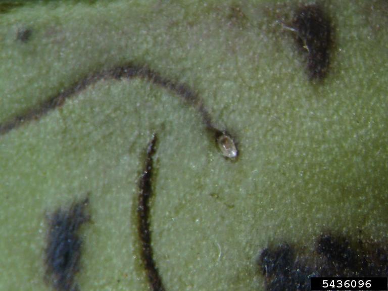 broom seed beetle (Bruchidius villosus)