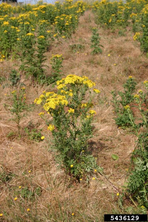 tansy ragwort (Jacobaea vulgaris)