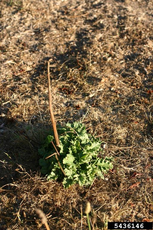 tansy ragwort (Jacobaea vulgaris)