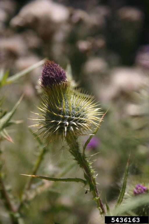 bull thistle (Cirsium vulgare (Savi) Ten.)