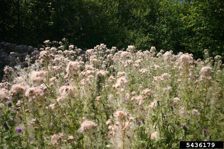 Canada thistle (Cirsium arvense)