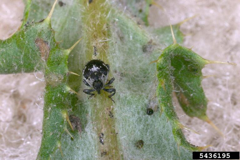 Canada thistle stem mining weevil (Ceutorhynchus litura (Fabricius, 1775))
