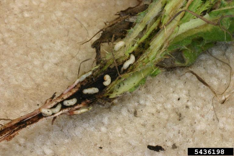 Canada thistle stem mining weevil (Ceutorhynchus litura (Fabricius, 1775))