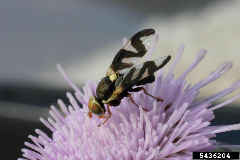 Canada thistle stem-gall fly (Urophora cardui (Linnaeus, 1758))
