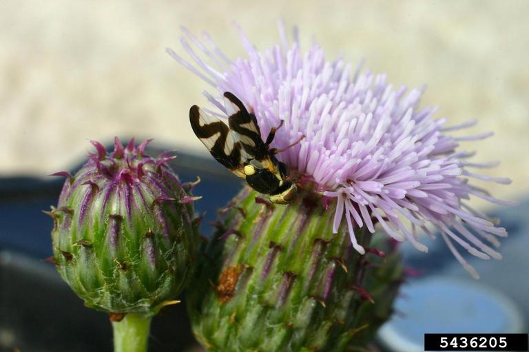 Canada thistle stem-gall fly (Urophora cardui (Linnaeus, 1758))