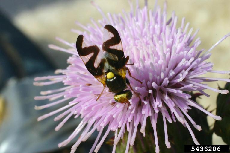 Canada thistle stem-gall fly (Urophora cardui (Linnaeus, 1758))