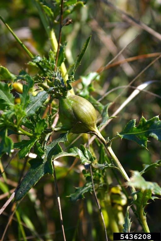 Canada thistle stem-gall fly (Urophora cardui)