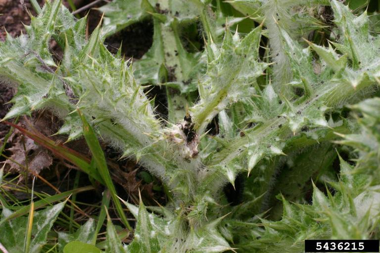 thistle crown weevil (Trichosirocalus horridus (Panzer, 1801))