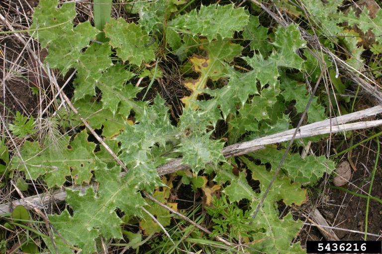 thistle crown weevil (Trichosirocalus horridus)