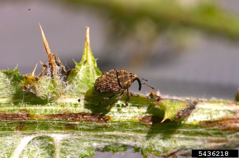 thistle crown weevil (Trichosirocalus horridus)