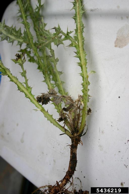 thistle crown weevil (Trichosirocalus horridus (Panzer, 1801))