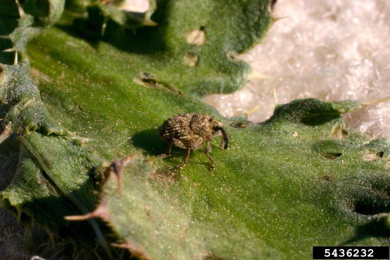 thistle crown weevil (Trichosirocalus horridus (Panzer, 1801))