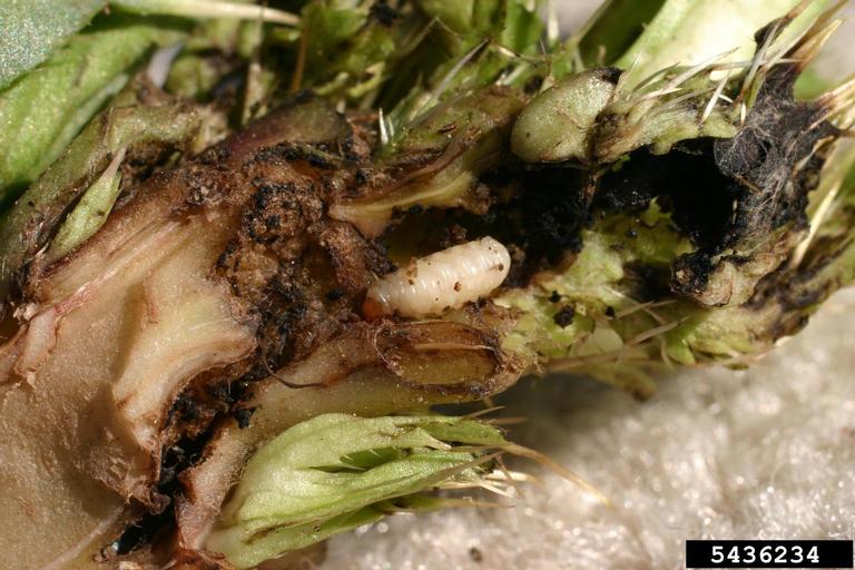 thistle crown weevil (Trichosirocalus horridus (Panzer, 1801))