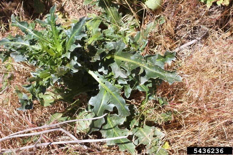 thistle crown weevil (Trichosirocalus horridus)