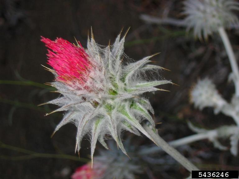 western thistle (Cirsium occidentale (Nutt.) Jeps.)
