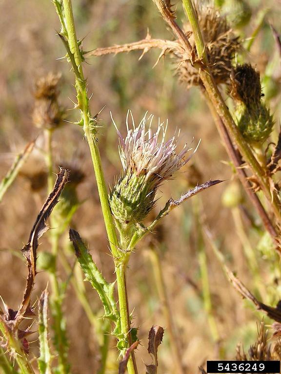 Jackson Hole thistle (Cirsium subniveum Rydb.)