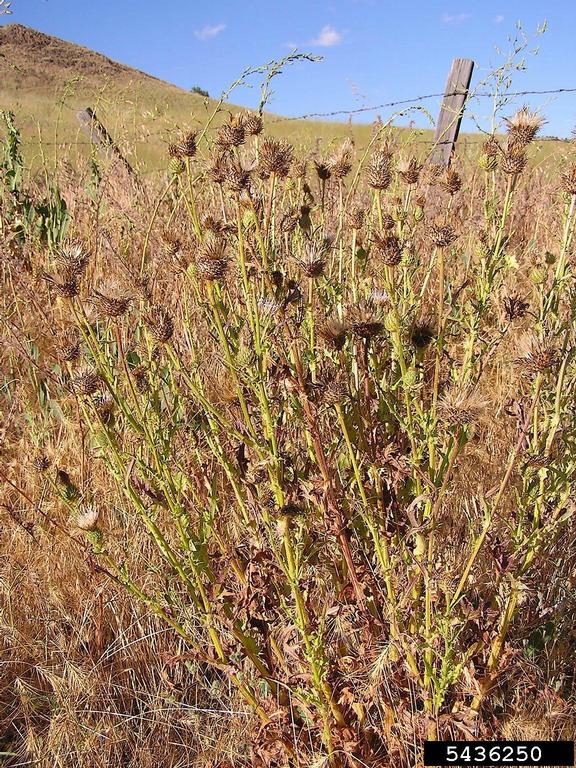 Jackson Hole thistle (Cirsium subniveum Rydb.)