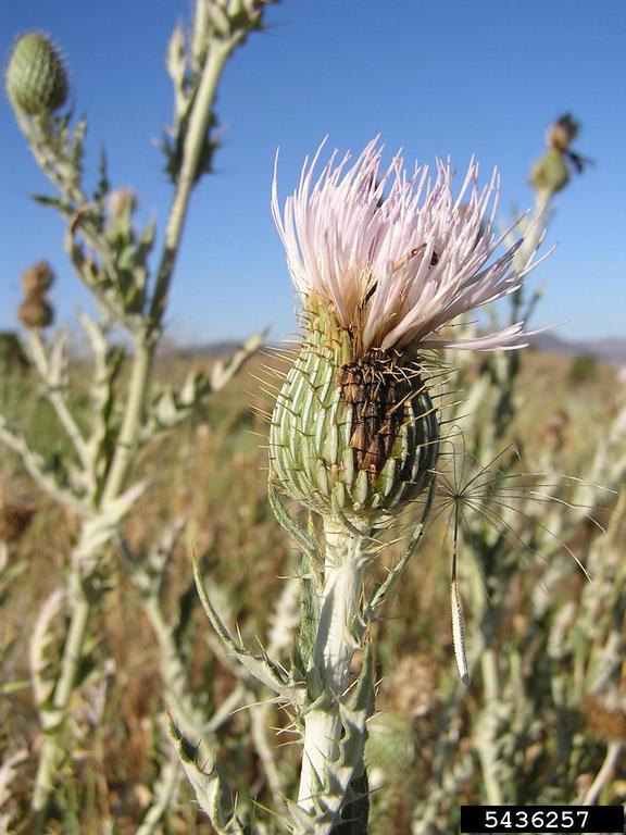 Canada thistle bud weevil (Larinus planus (Fabricius, 1792))