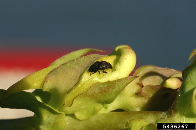 toadflax flower-eating beetle (Brachypterolus pulicarius)
