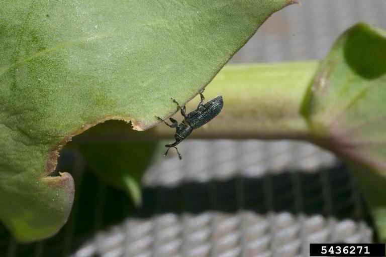 stem-boring weevil (Mecinus janthinus)