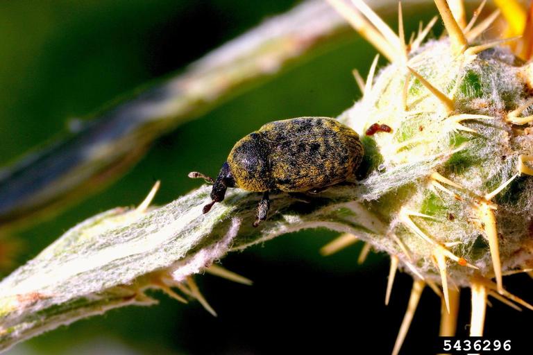 yellow starthistle flower weevil (Larinus curtus Hochhut, 1851)