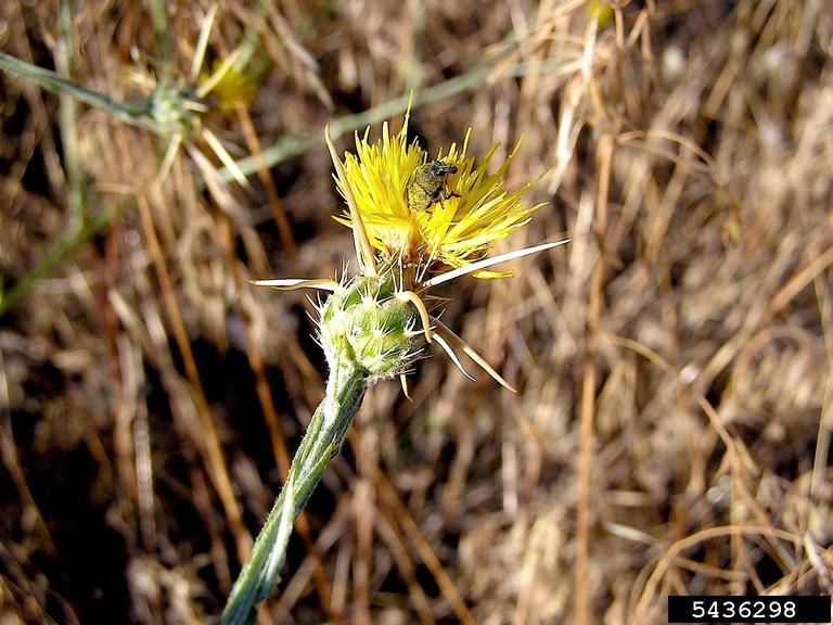 yellow starthistle flower weevil (Larinus curtus Hochhut, 1851)