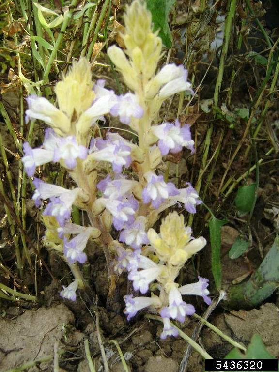branched broomrape (Phelipanche ramosa (L.) Pomel)