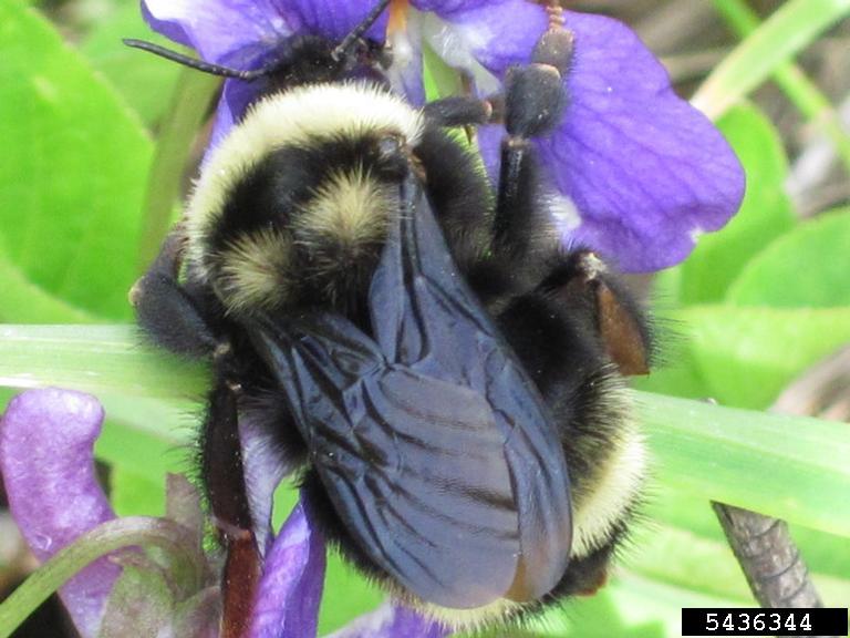 bumble bees (Genus Bombus Latreille, 1802)