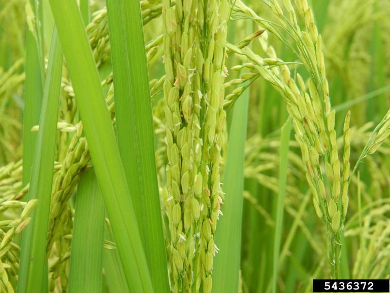 rice (Oryza sativa L.)