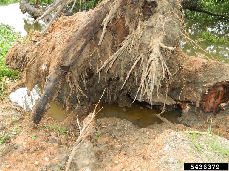 raintree (Samanea saman (Jacq.) Merr.)