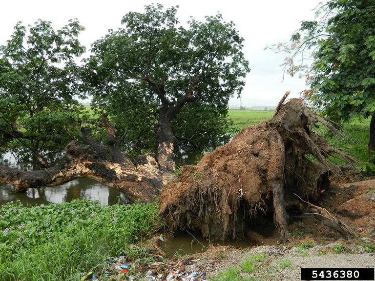 raintree (Samanea saman (Jacq.) Merr.)