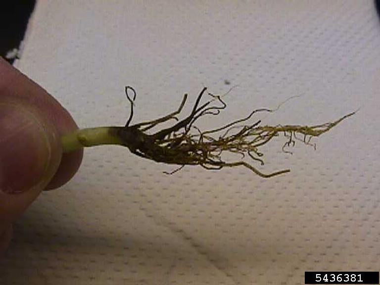 Berkeleyomyces basicola