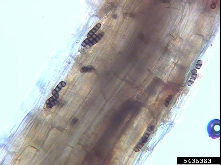 black root rot (Thielaviopsis basicola)