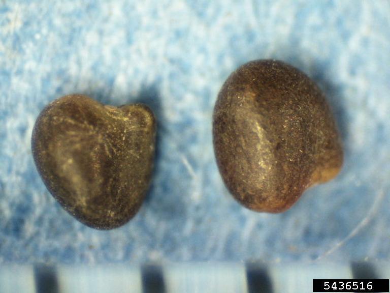 alsike clover (Trifolium hybridum L.)