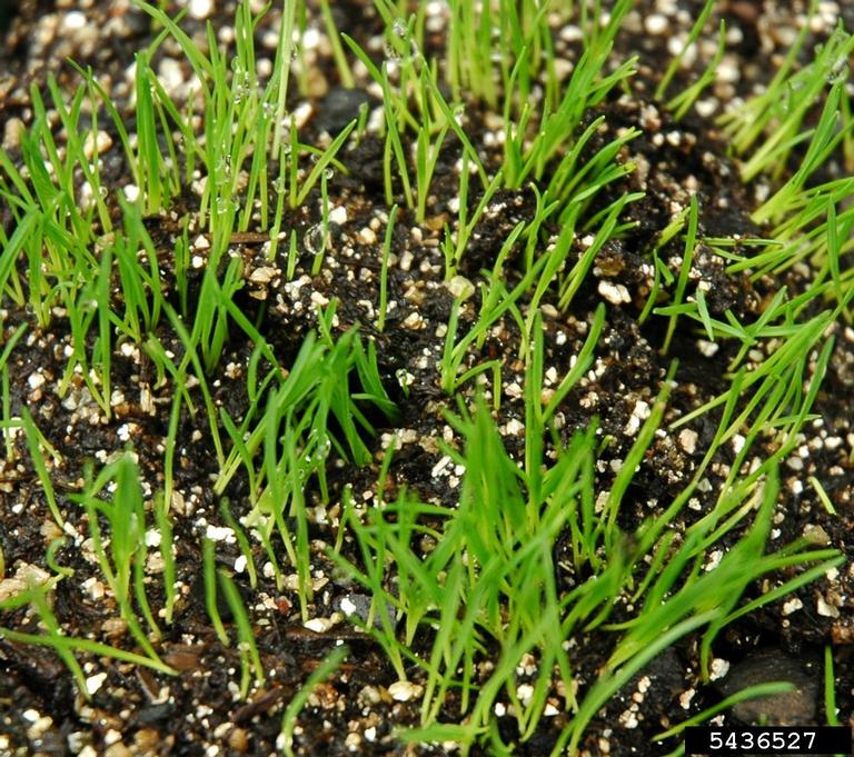 annual bluegrass (Poa annua L.)