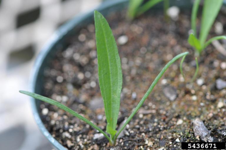 buckhorn plantain (Plantago lanceolata L.)