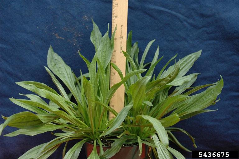 buckhorn plantain (Plantago lanceolata)