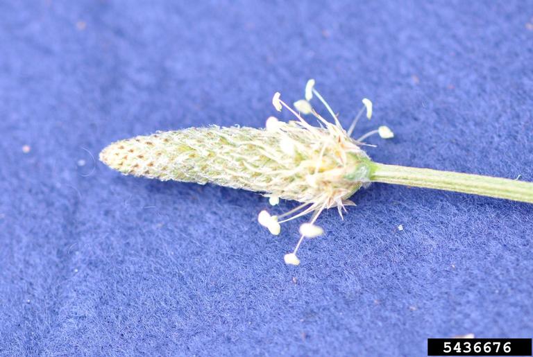 buckhorn plantain (Plantago lanceolata L.)