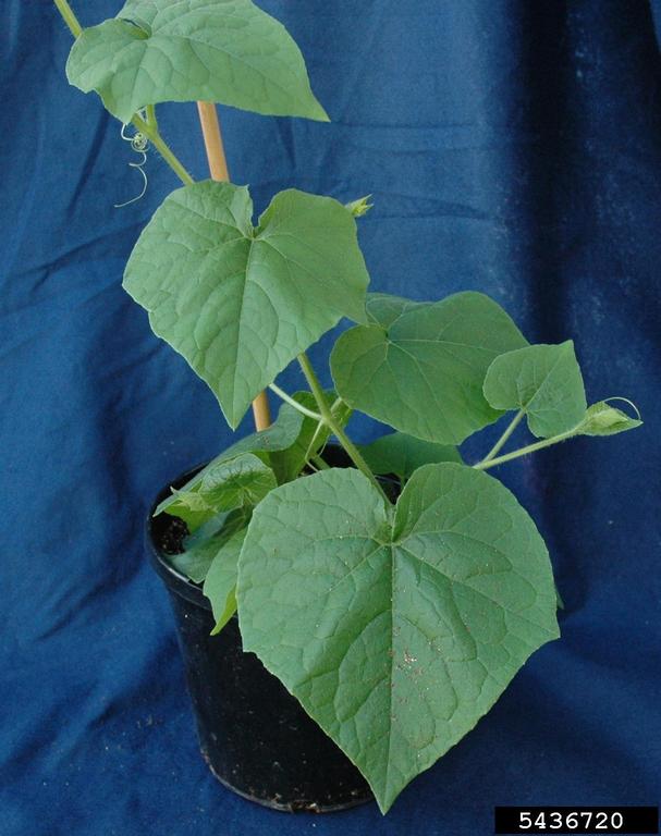 burcucumber (Sicyos angulatus L.)