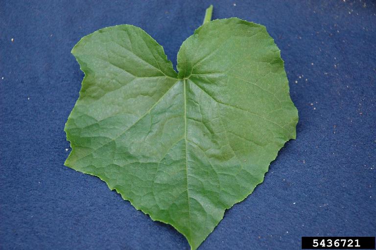 burcucumber (Sicyos angulatus L.)