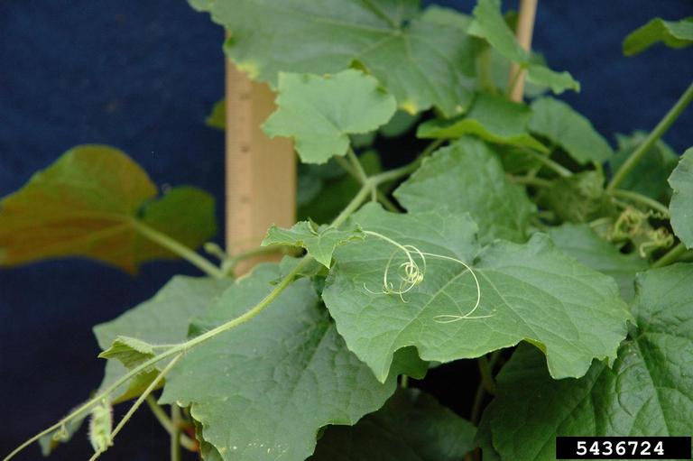 burcucumber (Sicyos angulatus L.)