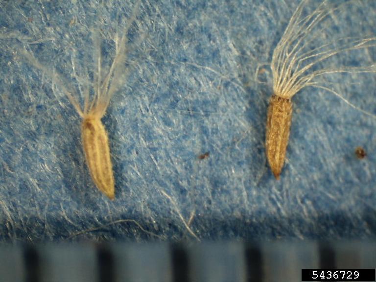 Canada goldenrod (Solidago canadensis L.)