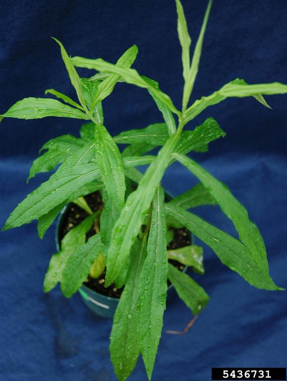 Canada goldenrod (Solidago canadensis L.)