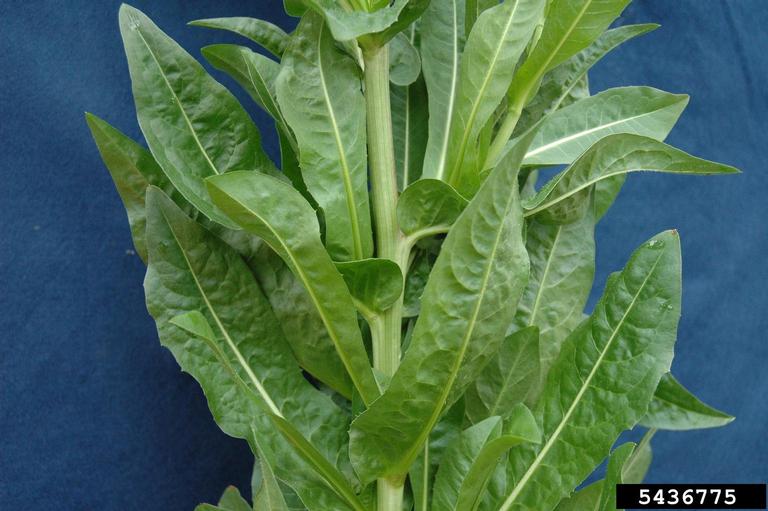 chicory (Cichorium intybus L.)