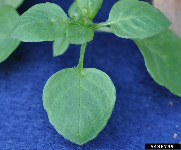 common chickweed (Stellaria media (L.) Vill.)