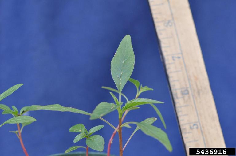 waterhemp (Amaranthus tuberculatus)