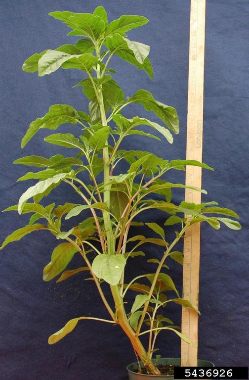 waterhemp (Amaranthus tuberculatus (Moq.) Sauer)