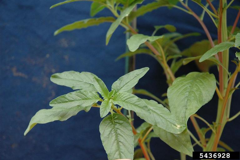waterhemp (Amaranthus tuberculatus (Moq.) Sauer)